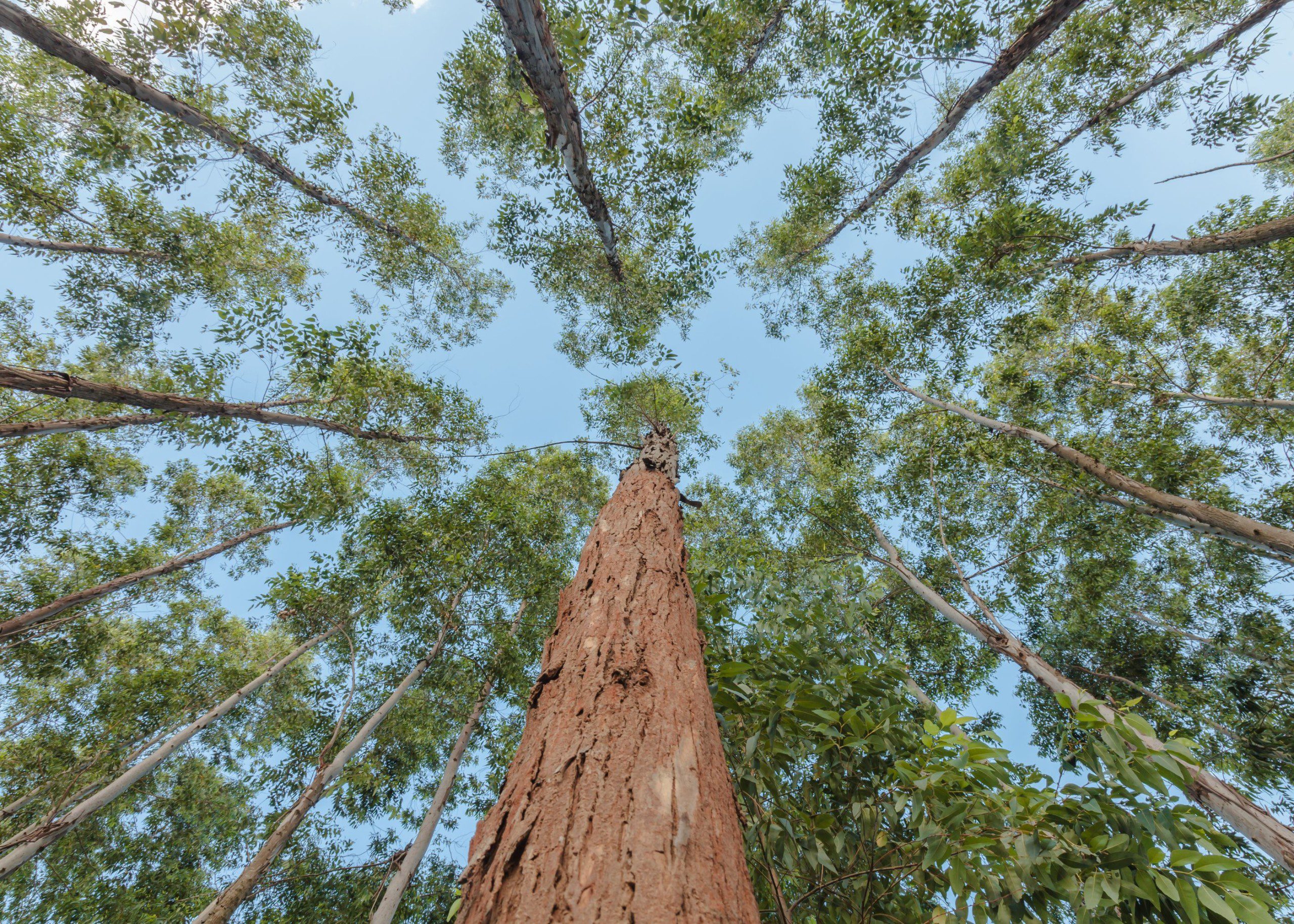 FINN Partners Named PR Agency of Record in China by Suzano, Brazilian ...