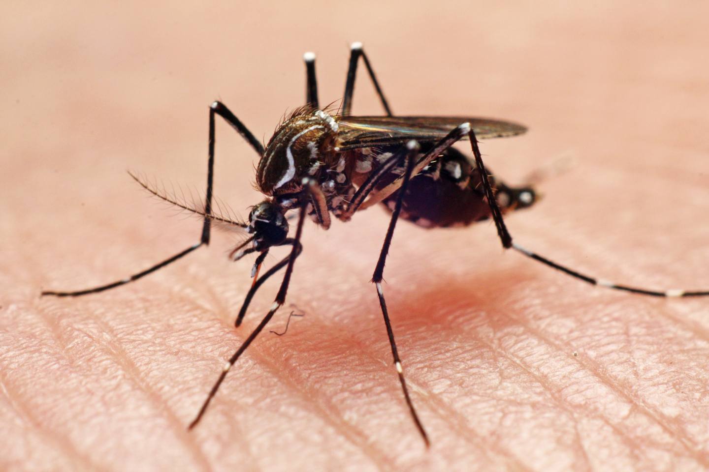 Mosquitos and the Chaos of Climate Change - FINN Partners